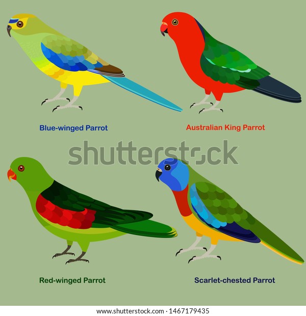 Cute Australia Parrot Bird Vector Illustration Stock Vector (Royalty ...