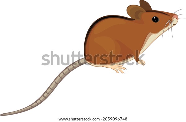 Cute Cartoon Striped Field Mouse Apodemus Stock Vector (Royalty Free ...