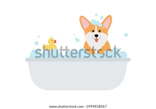Perro de corgi lindo tomando un baño lleno de espuma de jabón. Concepto de crecimiento. Lavado ...