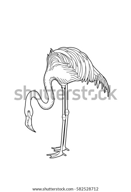 Cute Graphic Flamingo Side View Pretty Stock Vector (Royalty Free ...
