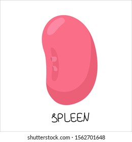 Cute Human Organ Spleen Vector Illustration Stock Vector (Royalty Free ...