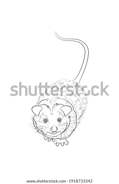 Cute Opossum Line Drawing Black White: เวกเตอร์สต็อก (ปลอดค่าลิขสิทธิ์ ...