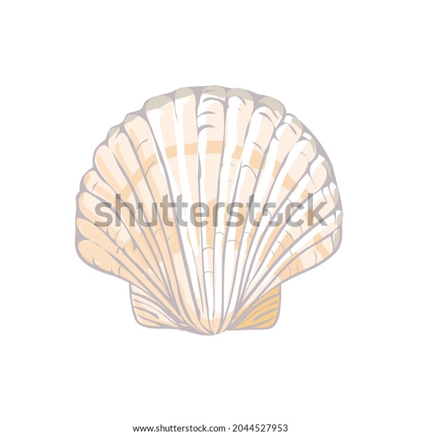 Cute Sea Shell On White Background Stock Vector (Royalty Free ...