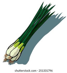 8,132 Spring onion Stock Vectors, Images & Vector Art | Shutterstock