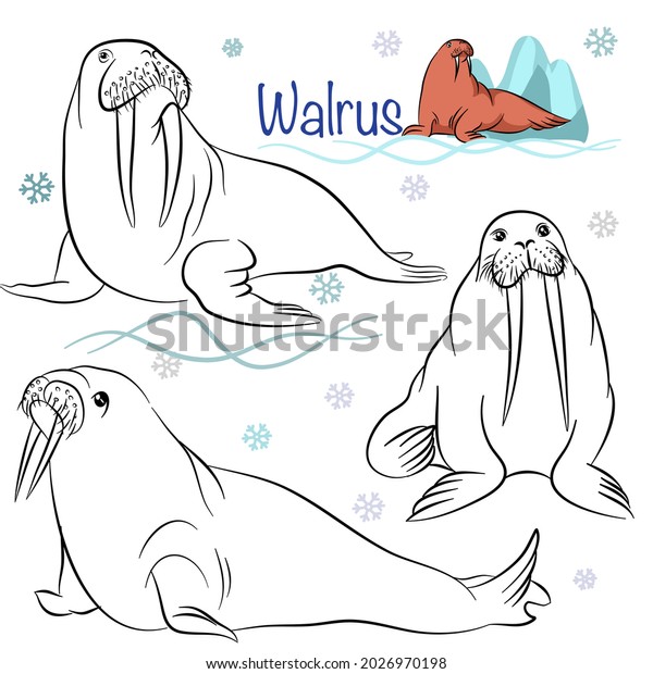 Cute Walrus Doodle Collection Different Poses 库存矢量图（免版税）2026970198 ...
