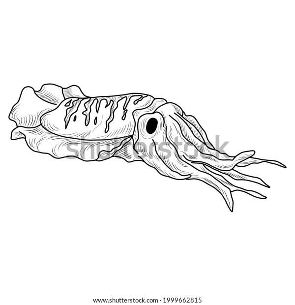 Cuttlefish Hand Drawn Vector Illustration Stock Vector (Royalty Free ...