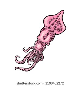 Cuttlefish Isolated On White Background Vintage Stock Vector (Royalty ...