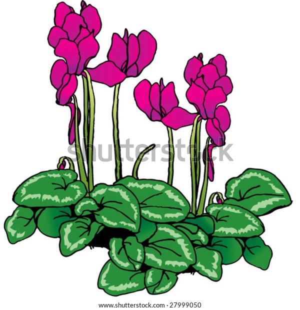 Cyclamen Stock Vector (Royalty Free) 27999050