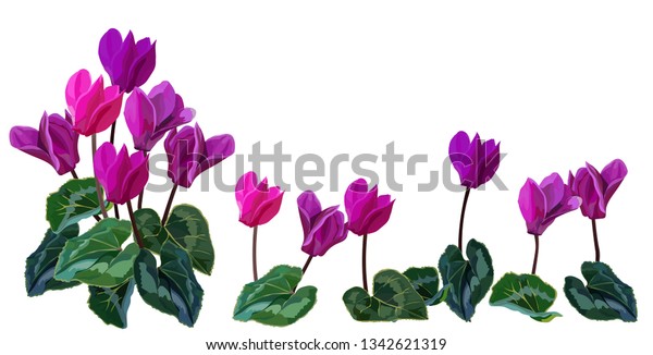 Cyclamen Flower Vector Illustration Stock Vector (Royalty Free) 1342621319