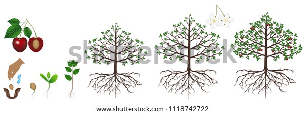 Cycle Growth Cherry Plant Isolated On Stock Vector (Royalty Free ...
