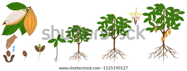 Ciclo de crecimiento de una planta de cacao aislada en un fondo blanco.