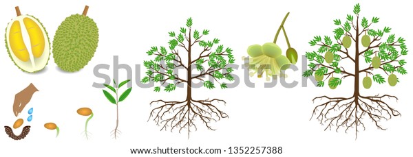 Cycle of growth of a durian plant on a white background.