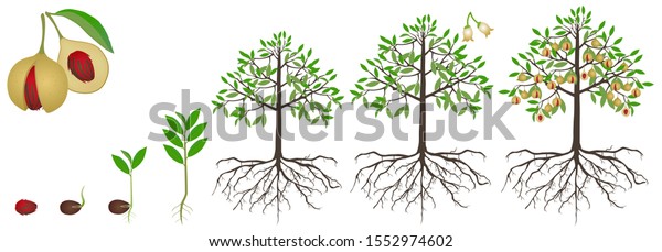 Cycle Growth Nutmeg Plant On White Stock Vector (Royalty Free ...