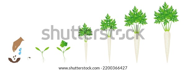 Cycle Growth Root Parsley Plant Isolated Stock Vector (Royalty Free ...