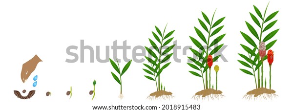Cycle Growth Zingiber Spectabile Ginger Flower Stock Vector (Royalty ...