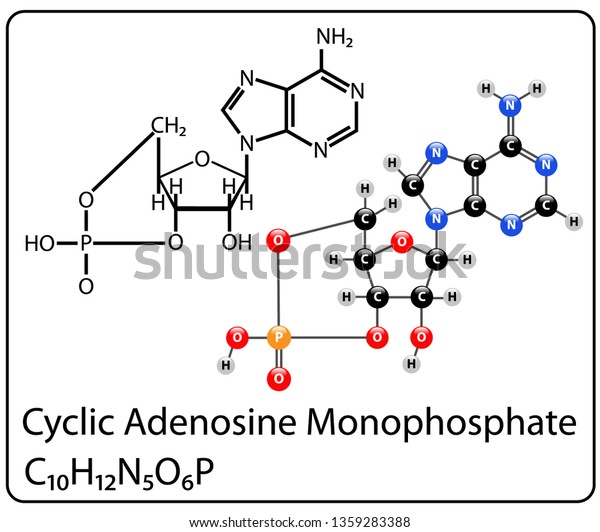 Cyclic Adenosine Monophosphate Molecule Structure Stock Vector (Royalty ... Cyclic Adenosine Monophosphate Molecule Structure Stock Vector (Royalty ...