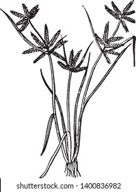 Cyperus Large Genus About 700 Species Stock Vector (Royalty Free ...