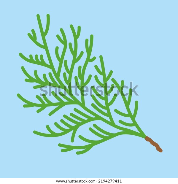 Cypress Branch Illustration Vector Cartoon Stock Vector (Royalty Free ...