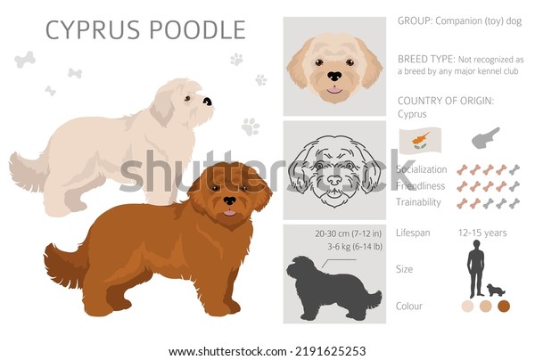 17 imágenes de Cyprus poodle - Imágenes, fotos y vectores de stock ...