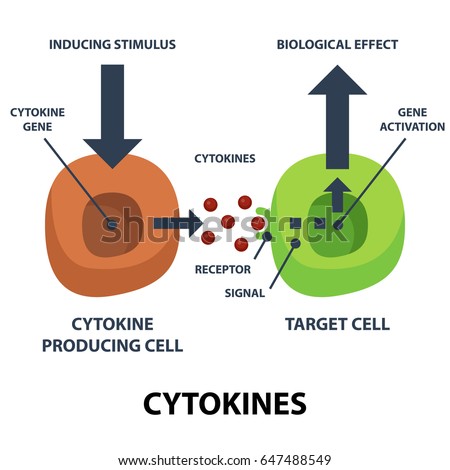 Cytokines Concept Vector Illustration Image vectorielle de stock (libre ...