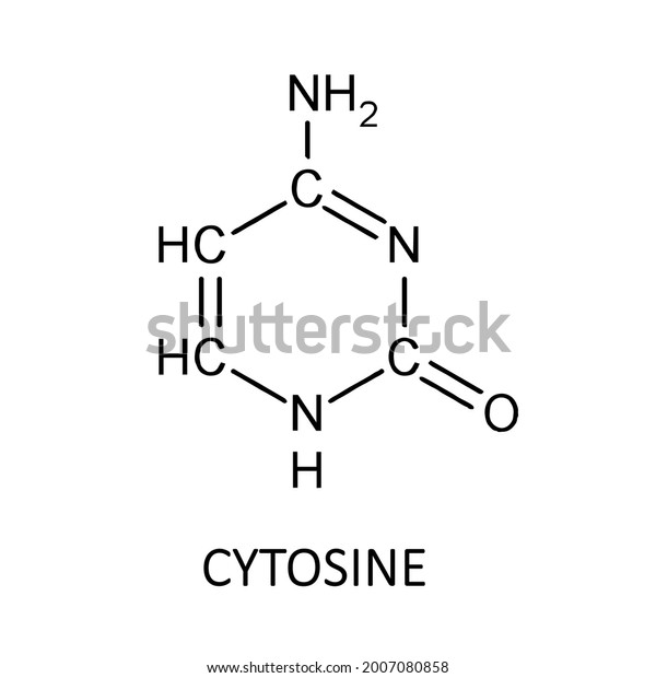 Cytosine Chemical Formula Vector Editable Stock Vector (Royalty Free ...