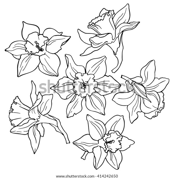 Daffodils Line Drawings Flowers Stock Vector (Royalty Free) 414242650 ...