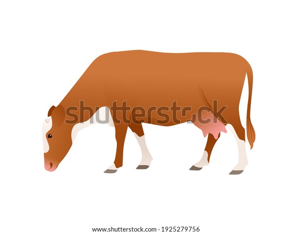 Dairy Cattle Simmental Cow Spotted Domestic Stock Vector (Royalty Free ...