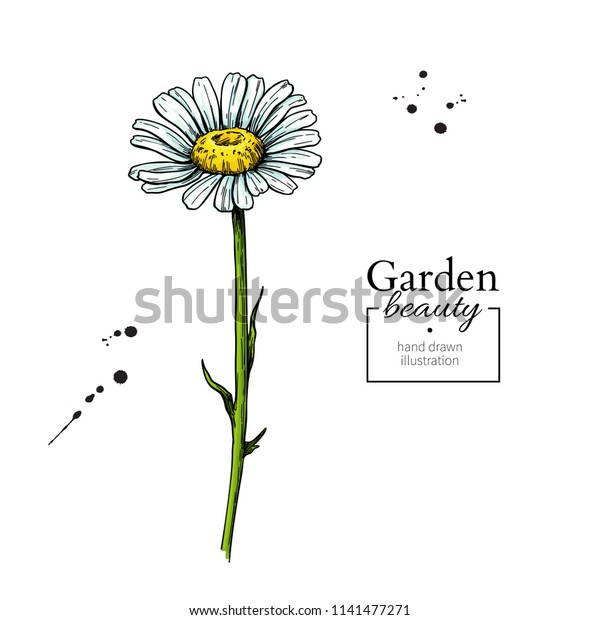 Daisy Flower Drawing Vector Hand Drawn Stock Vector (Royalty Free ...