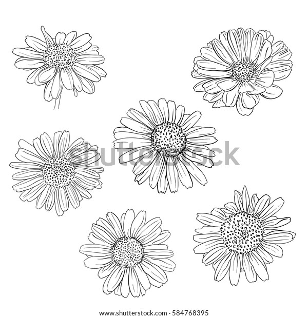 Daisy Hand Drawn Sketches Set Vector Stock Vector (Royalty Free) 584768395