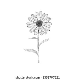 Daisy Illustration Hand Drawn Vector Stock Vector (Royalty Free ...