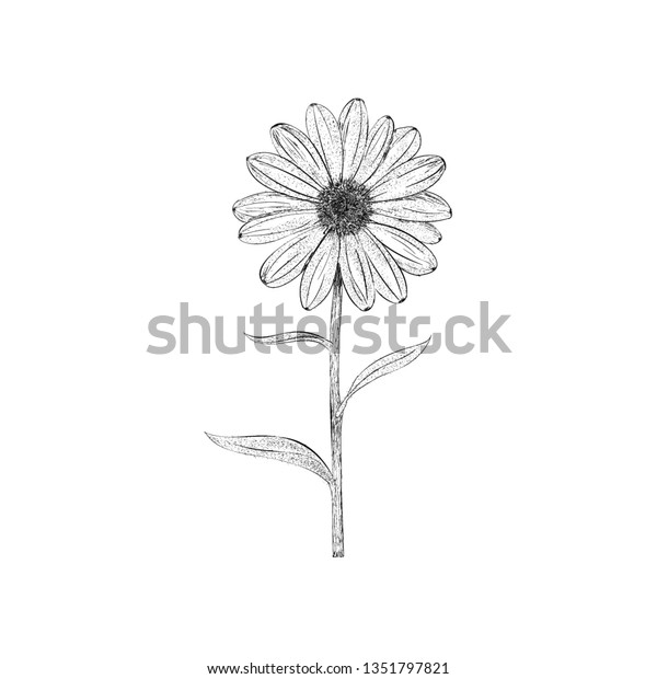 Daisy Illustration Hand Drawn Vector Stock Vector (Royalty Free ...