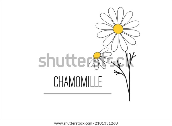 Daisy Lettering Hand Drawn Design Vector Stock Vector (Royalty Free ...
