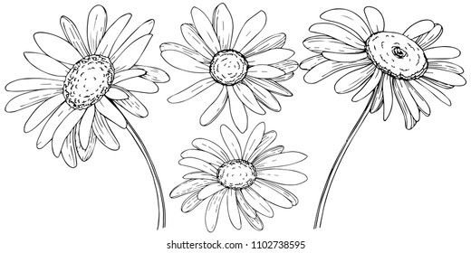 Daisy Vector Style Isolated Full Name Stock Vector (Royalty Free ...