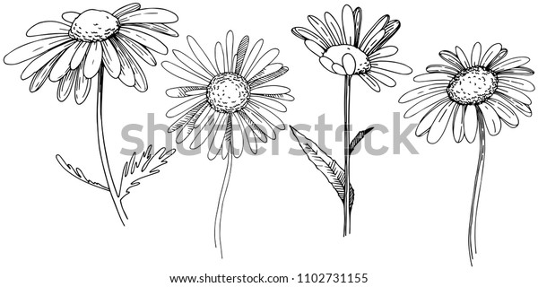 Daisy Vector Style Isolated Full Name Stock Vector (Royalty Free ...