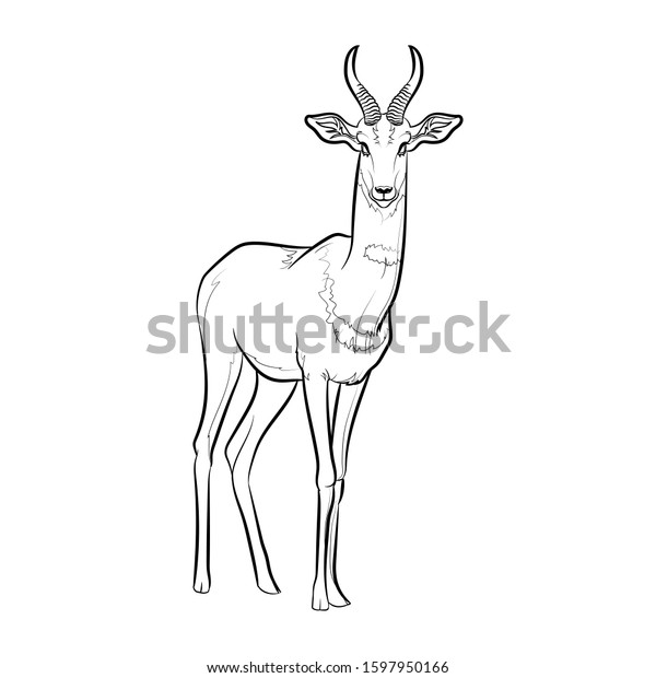 Dama Gazelle Line Drawing Black White Stock Vector (Royalty Free ...