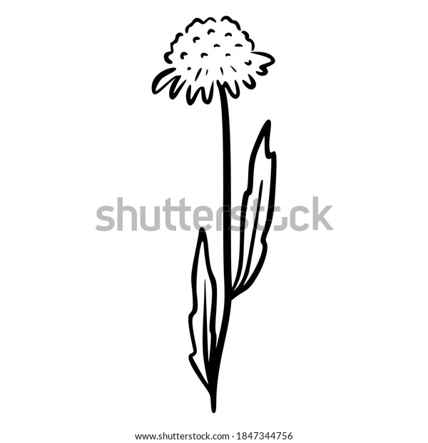 Dandelion Outline Hand Drawn Logo Element Stock Vector (Royalty Free ...