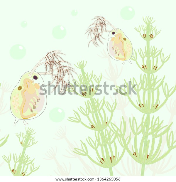 Daphnia Magna Vector Water Algae Stock Vector (Royalty Free) 1364265056 ...