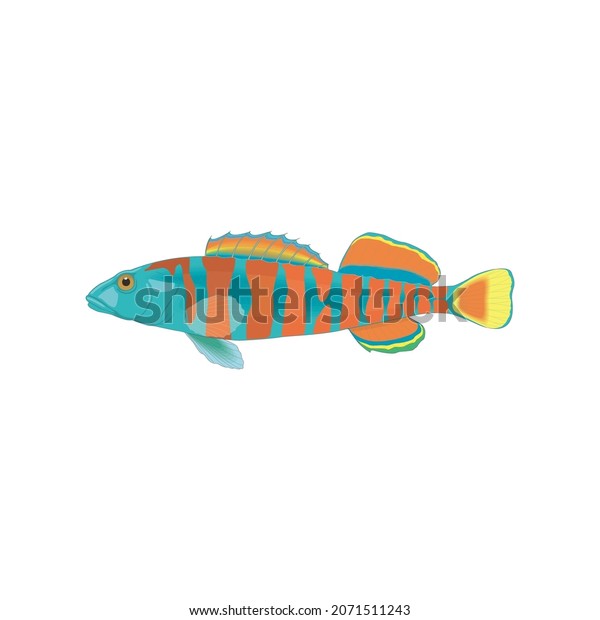 Darter Fish Vector Drawing Illustration Stock Vector (Royalty Free ...
