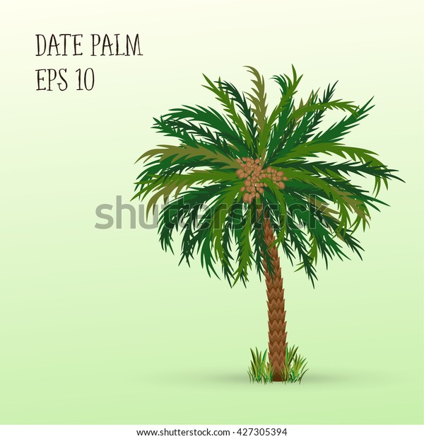 Date Palm Fruits Stock Vector (Royalty Free) 427305394 | Shutterstock