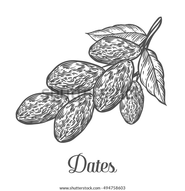 Dates Hand Drawn Vector Illustration Dried Stock Vector (Royalty Free ...