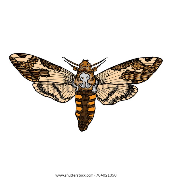 Deaths Head Hawk Moth Hand Drawing Stock Vector (Royalty Free ...