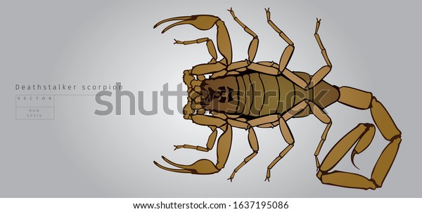 Deathstalker Scorpion Vector Illustration View Top Stock Vector ...