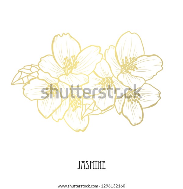 Decorative Jasmine Flowers Design Elements Can Stock Vector (Royalty ...