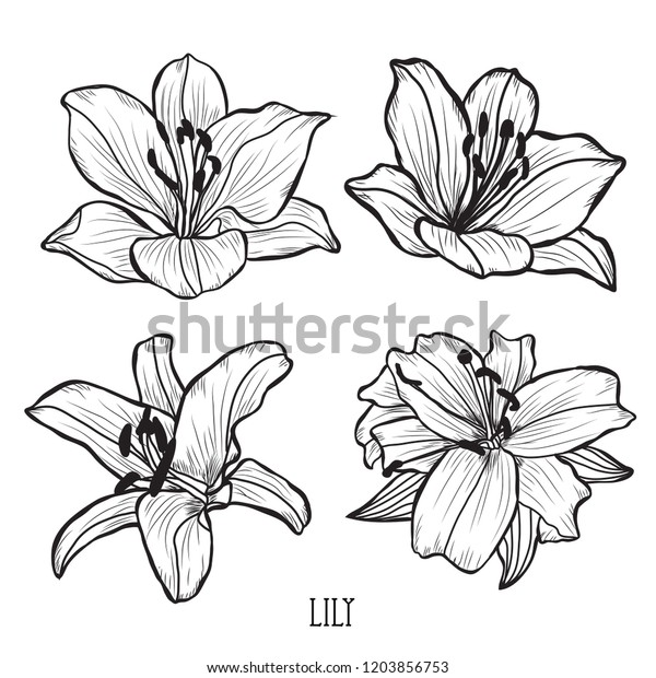 Decorative Lily Flowers Set Design Elements Stock Vector (Royalty Free ...