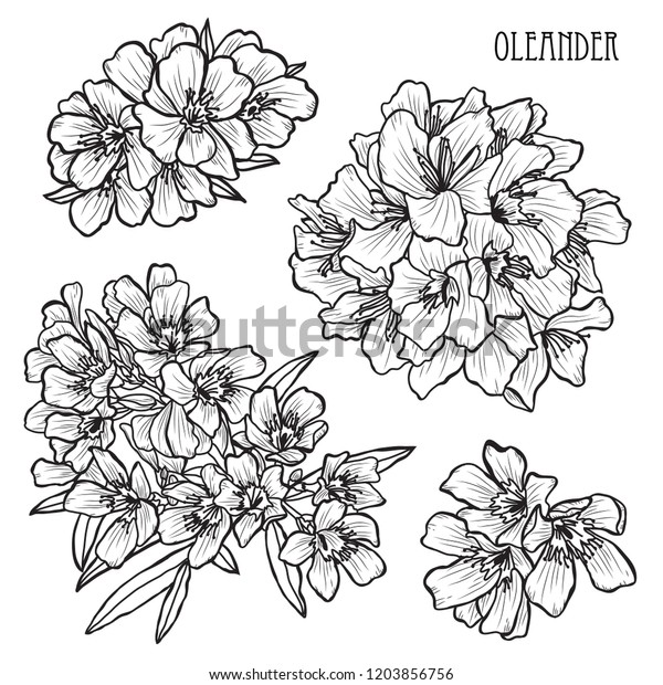 Decorative Oleander Flowers Set Design Elements Stock Vector (Royalty ...