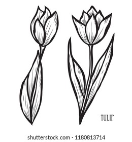 Decorative Tulip Flowers Design Elements Can Stock Vector (Royalty Free ...