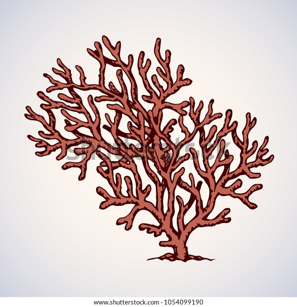 Deep Old Invertebrate Anthozoa Cnidaria Polyp Stock Vector (Royalty ...