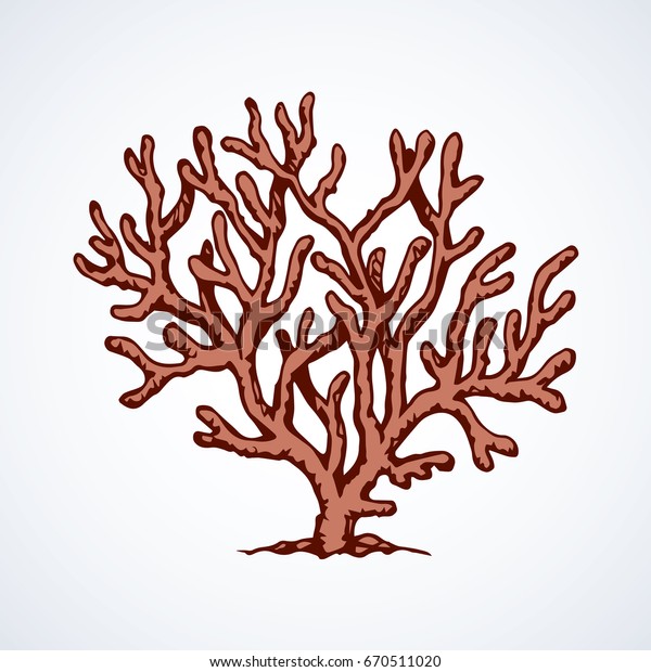 Deep Old Invertebrate Anthozoa Cnidaria Polyp Stock Vector (Royalty ...
