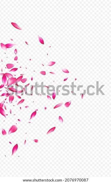 Delicate Sakura Falling Vector Transparent Background Stock Vector ...