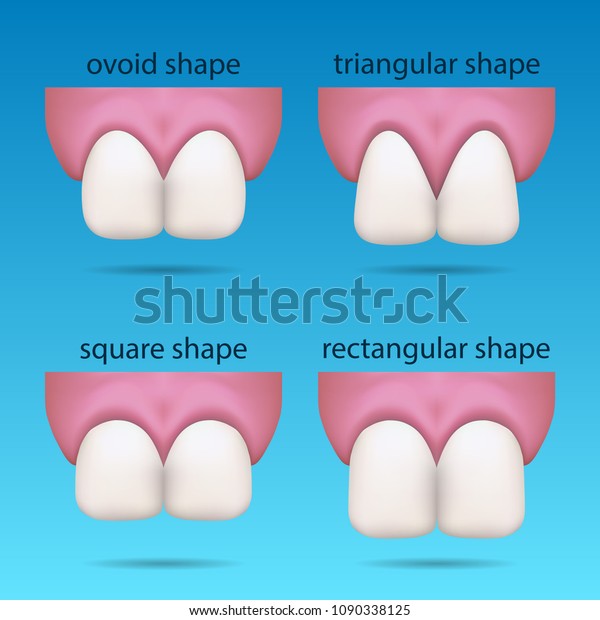 Dental Illustration Showing Different Types Teeth: เวกเตอร์สต็อก (ปลอด ...
